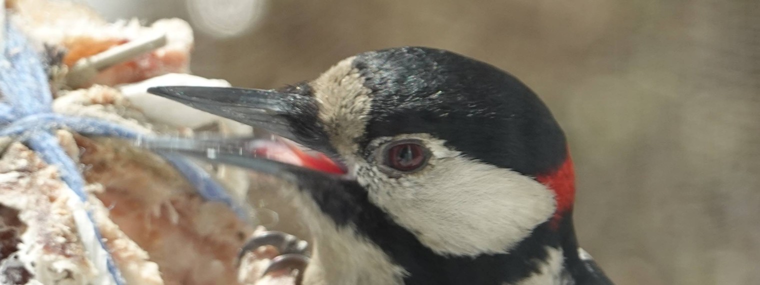 Алина Москва