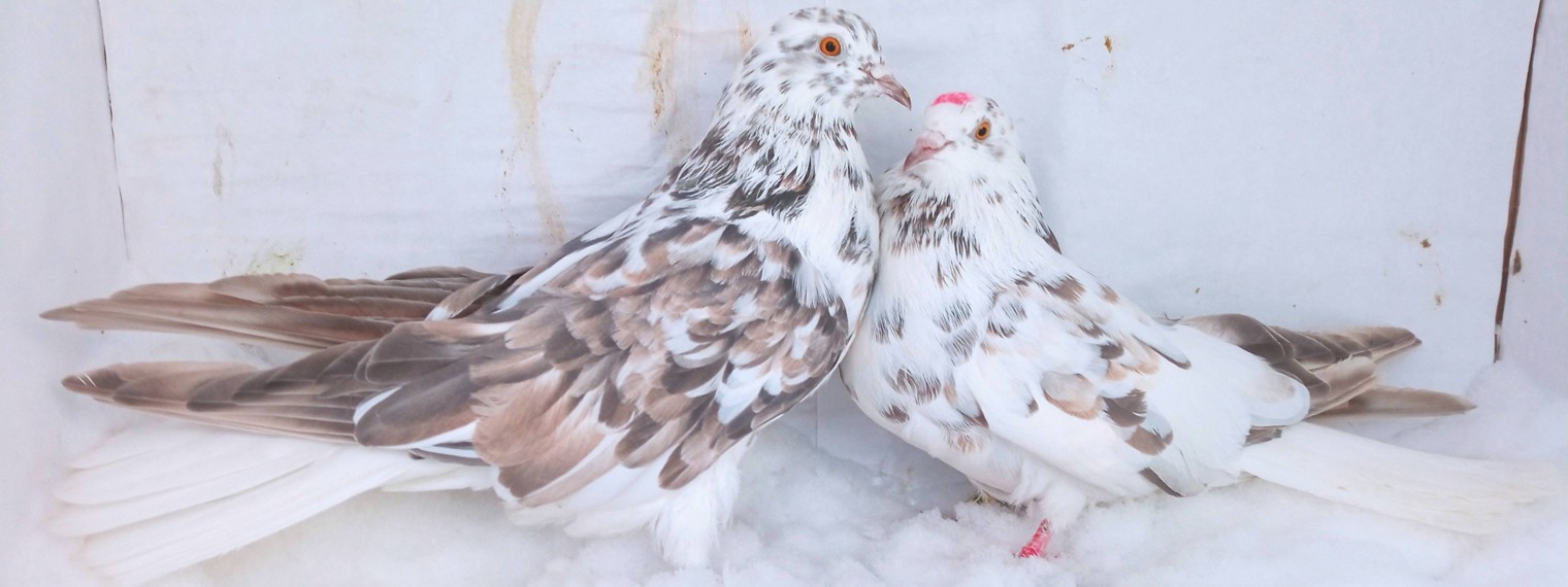 Олег Костяков голуби Самары