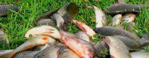 Расчетливый рыбак