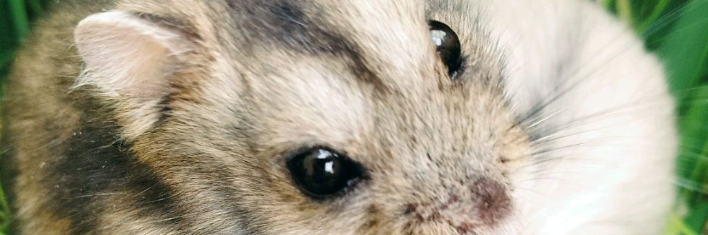 Глеб профисионал