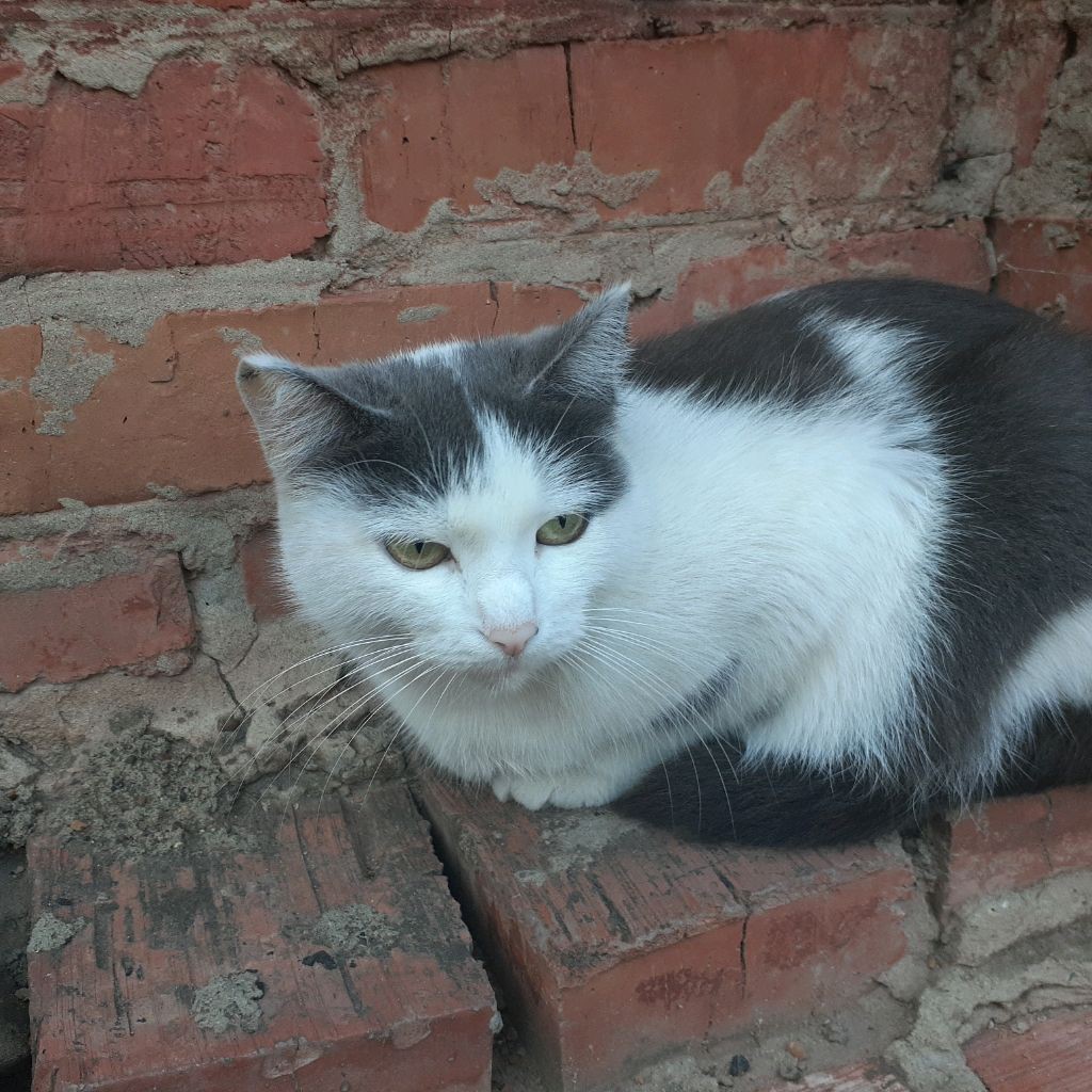 Кафейка кот кафе