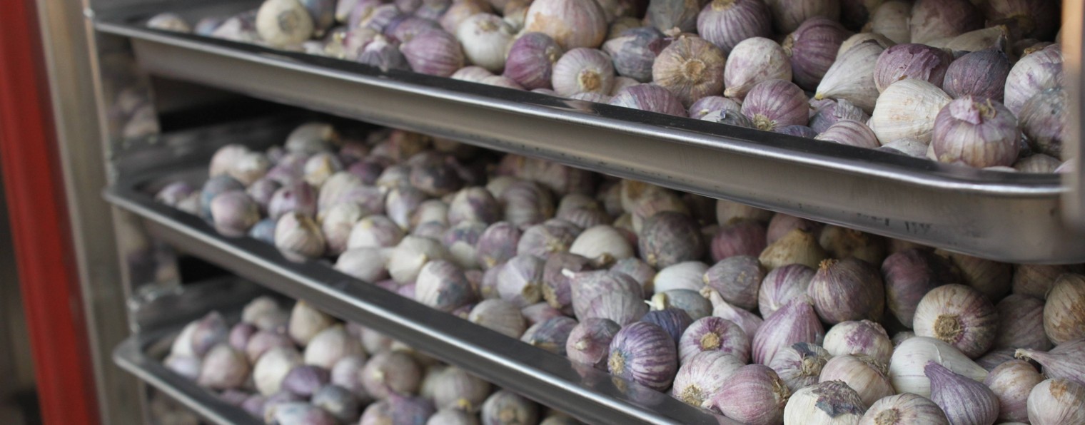 Чеснок деда Митяя