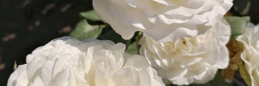 Гулдор Дуйносу. (Мир Цветов)