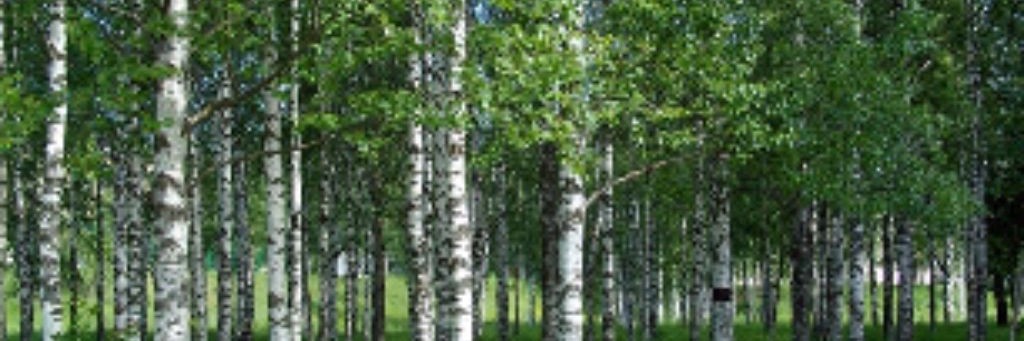 Александр Камашев