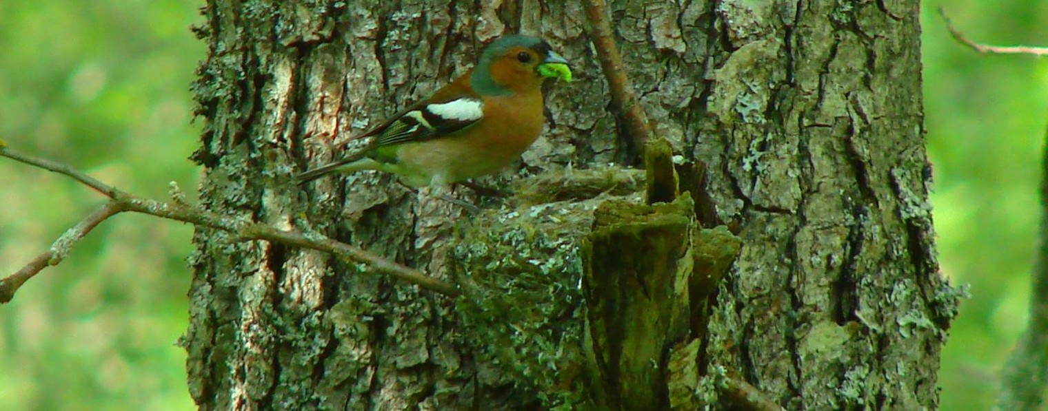 Туризмий Трэвелов
