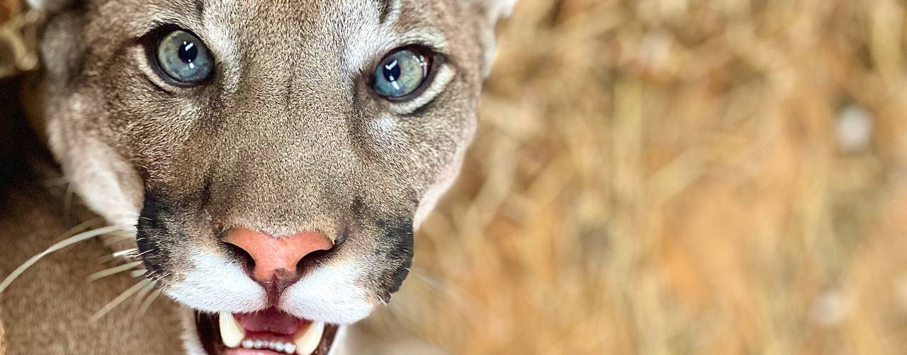 ПУМА БРЕЙДЖ