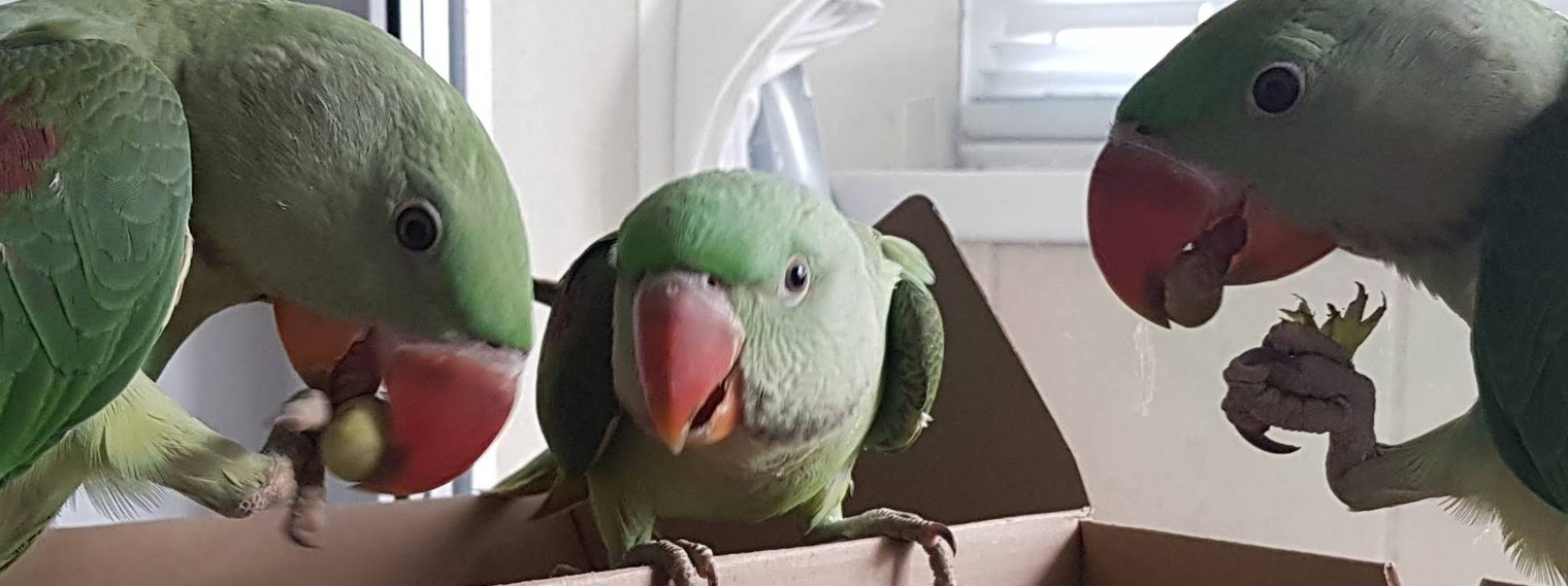 Попугай Малыш