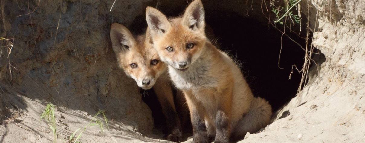The Fox