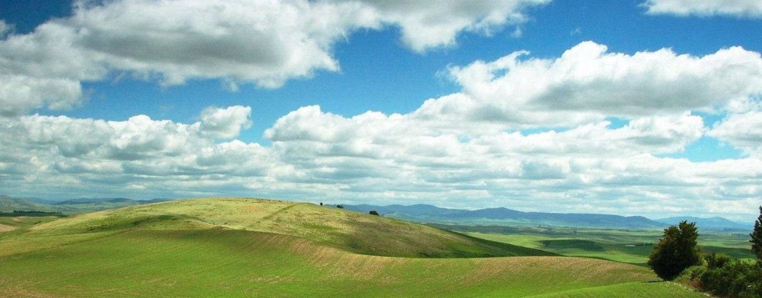 Molvica