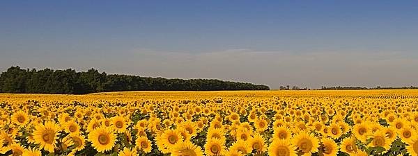 Щербаков Александр Фёдорович