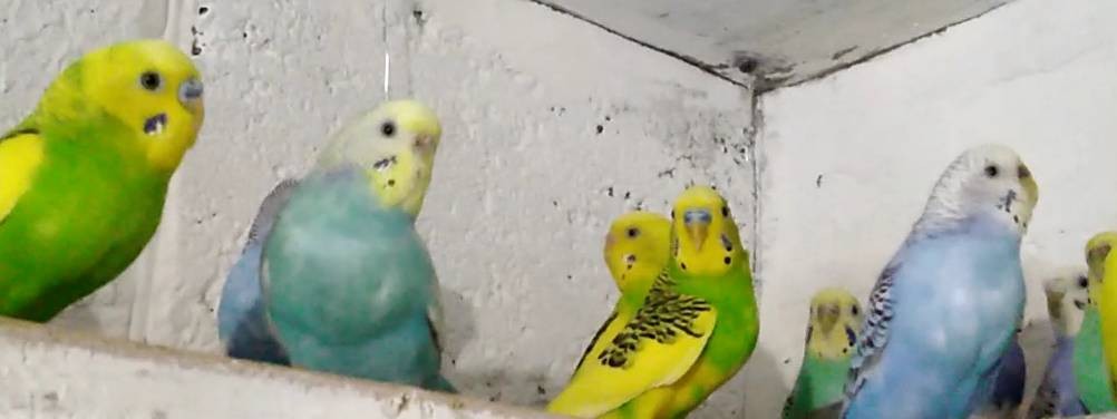 Юрий Васильченко