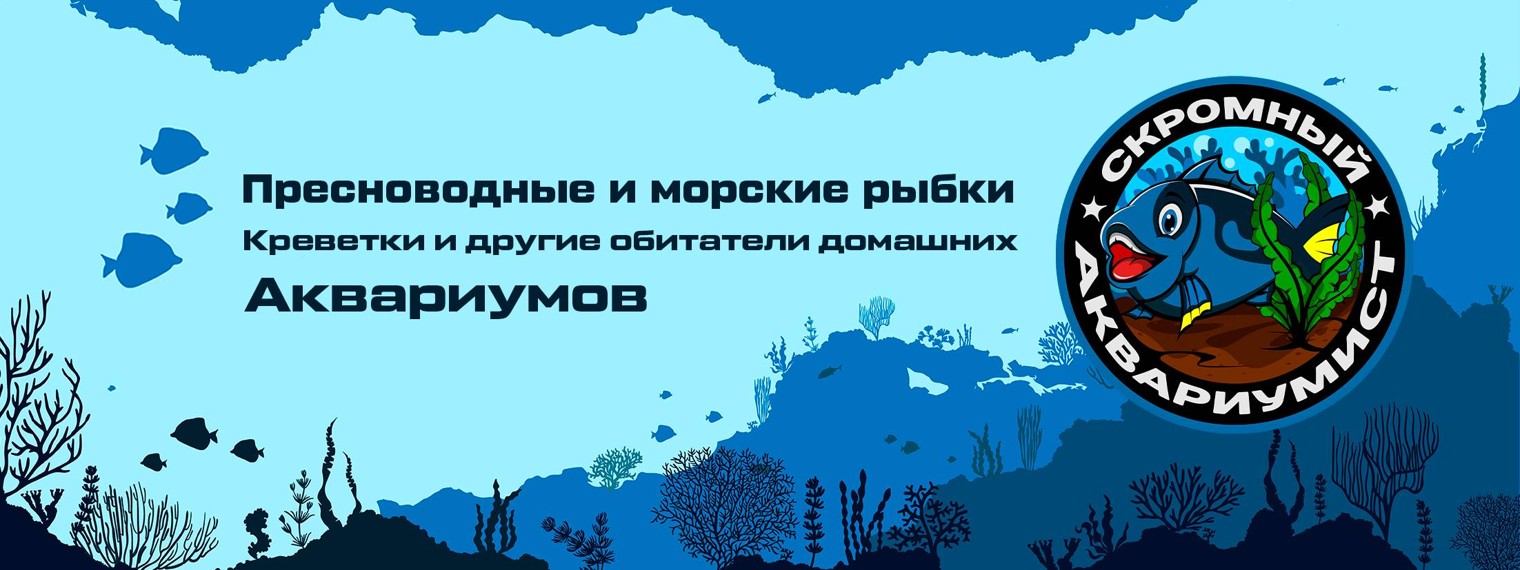 Скромный аквариумист