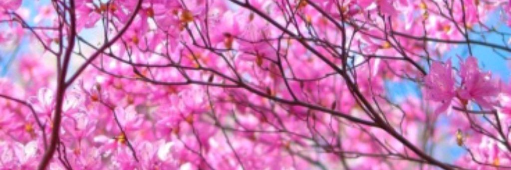 Надежда. С тёплым приветом с Дальнего Востока.