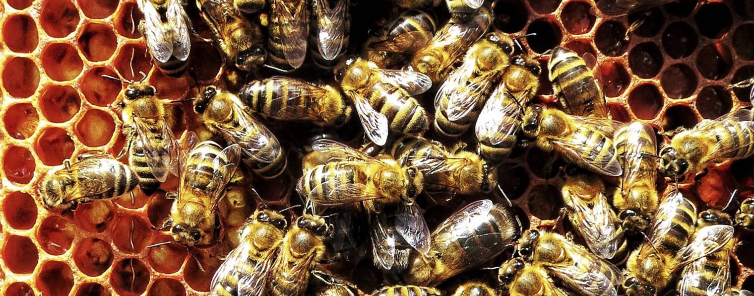 Пасека Мухиных