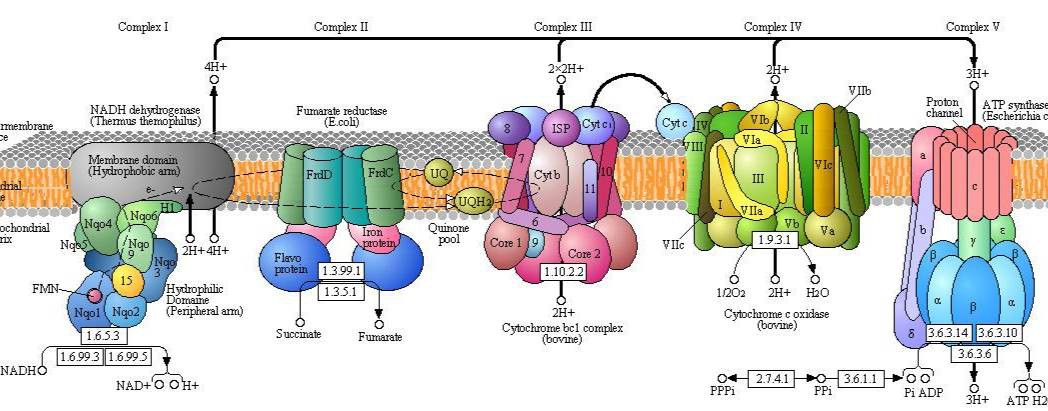 Лекции о жизни