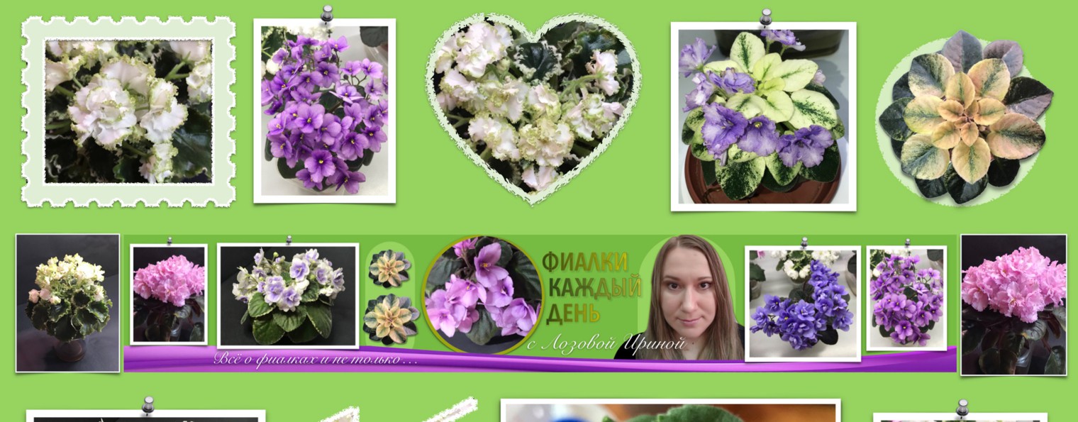 Фиалки каждый день