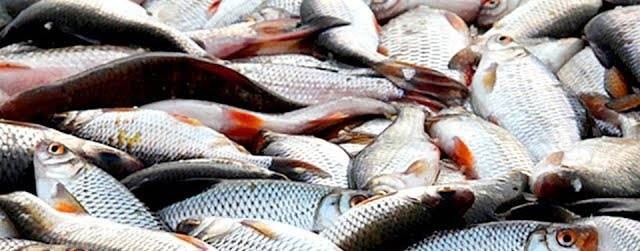 Улыбчивый рыболов