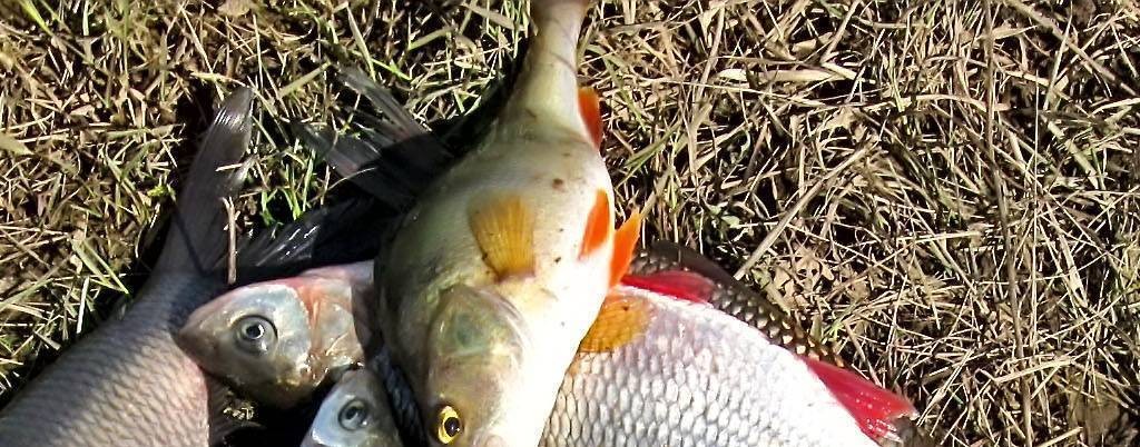 Отбитый рыбак