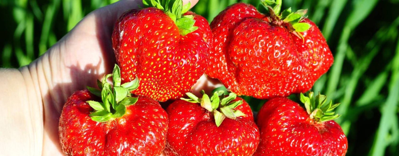 Гречишникова Татьяна