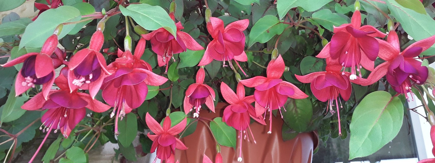 Перемены у цветочницы Елены