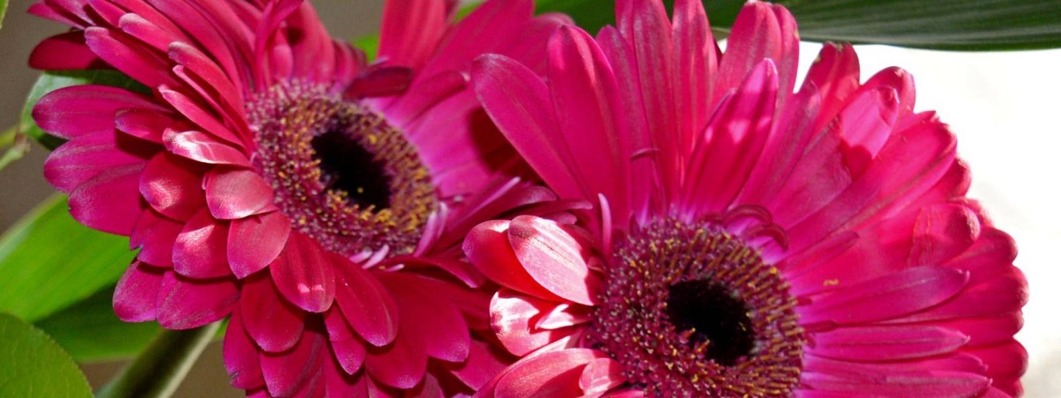 MsNadeghda - Н.Давыденко