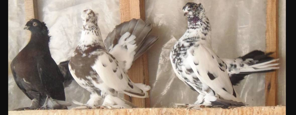 Александр Лисица