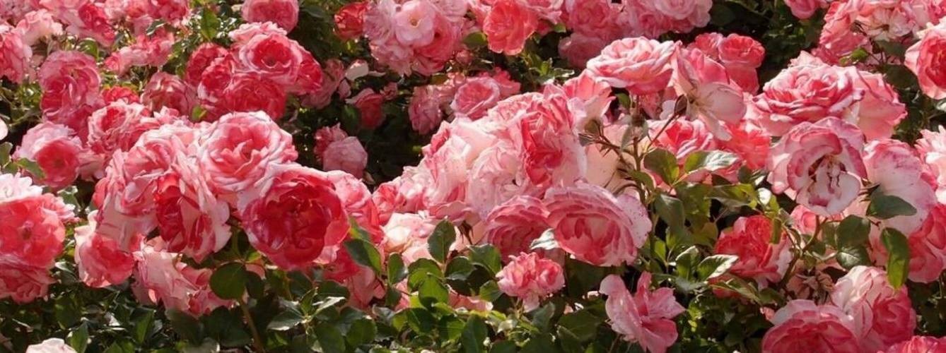 Садовое хобби