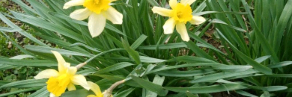 Крис_тока_роблокс