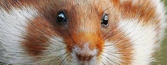 Хомяк HAMSTER KOMBAT
