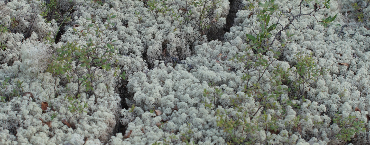 Роман33Минцев