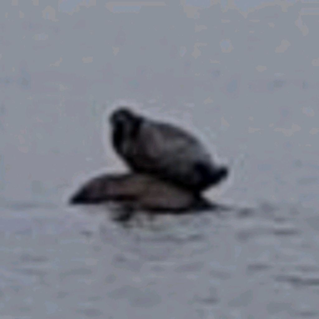 Seal_Parkourist)