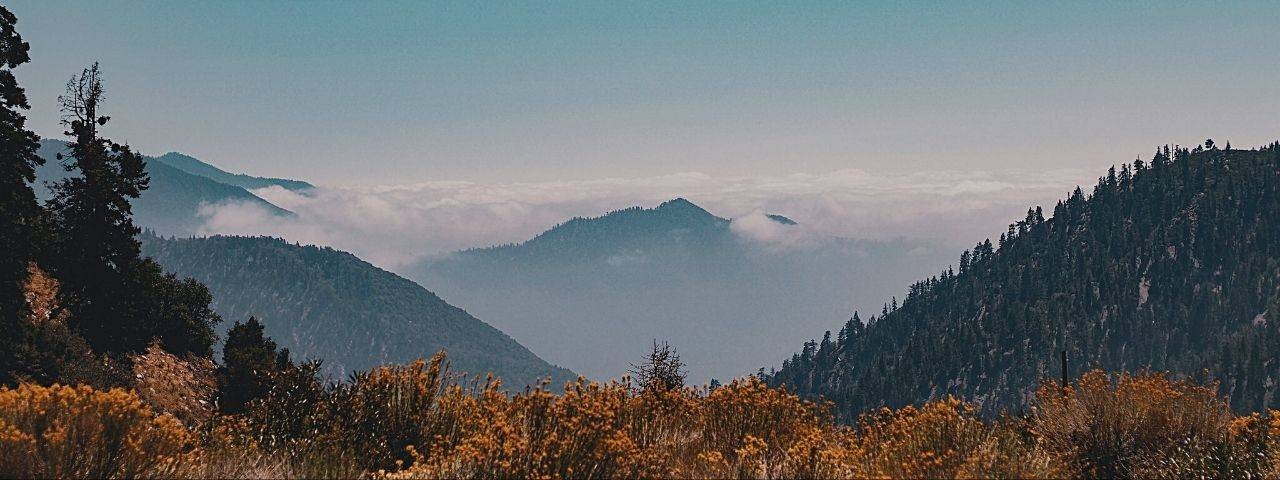 Сибирский Осётр