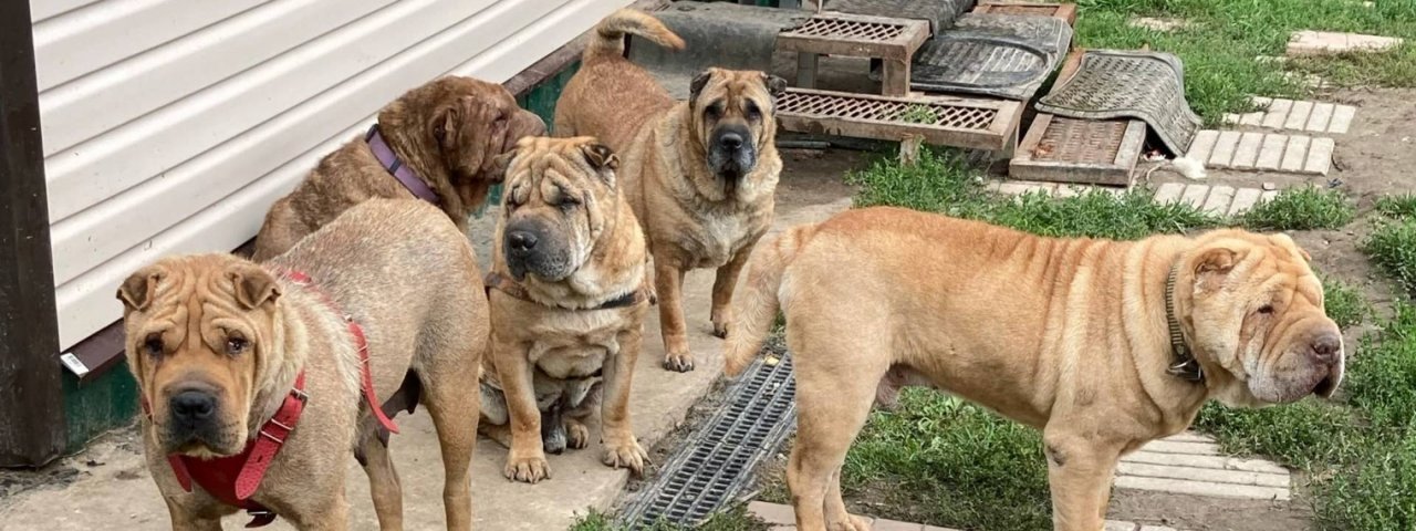 sharpei_dom