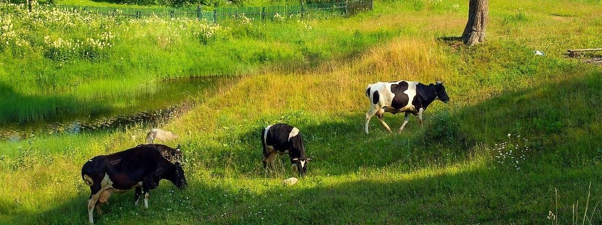 Жизнь в деревне.