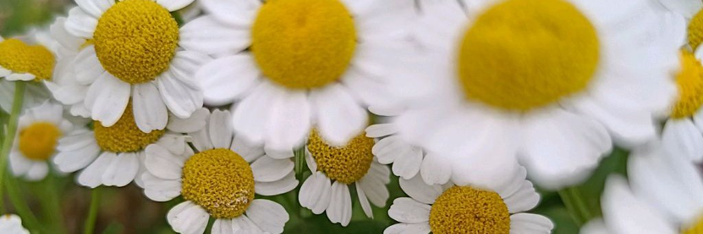 Дария Сахарова