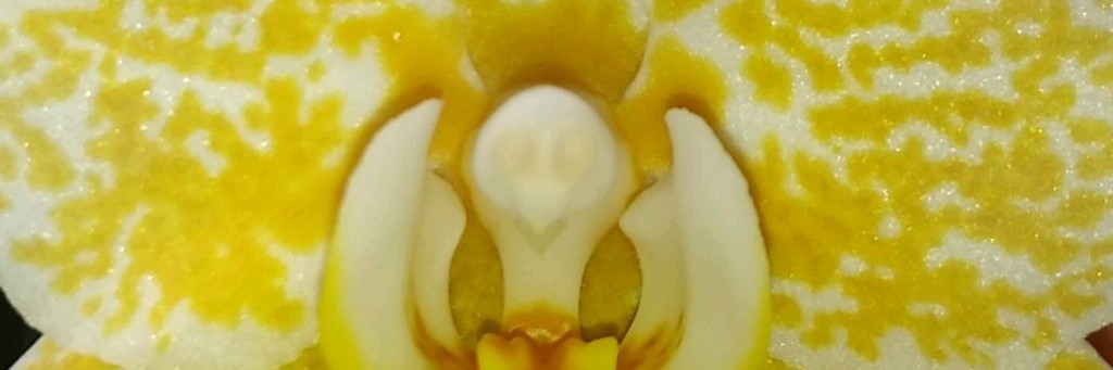 ИннА ОРХИдома