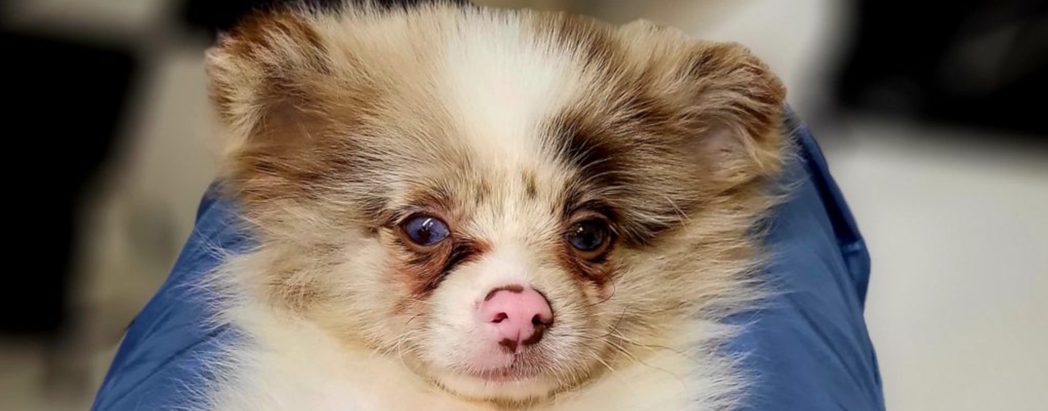 Groomerpet.ru