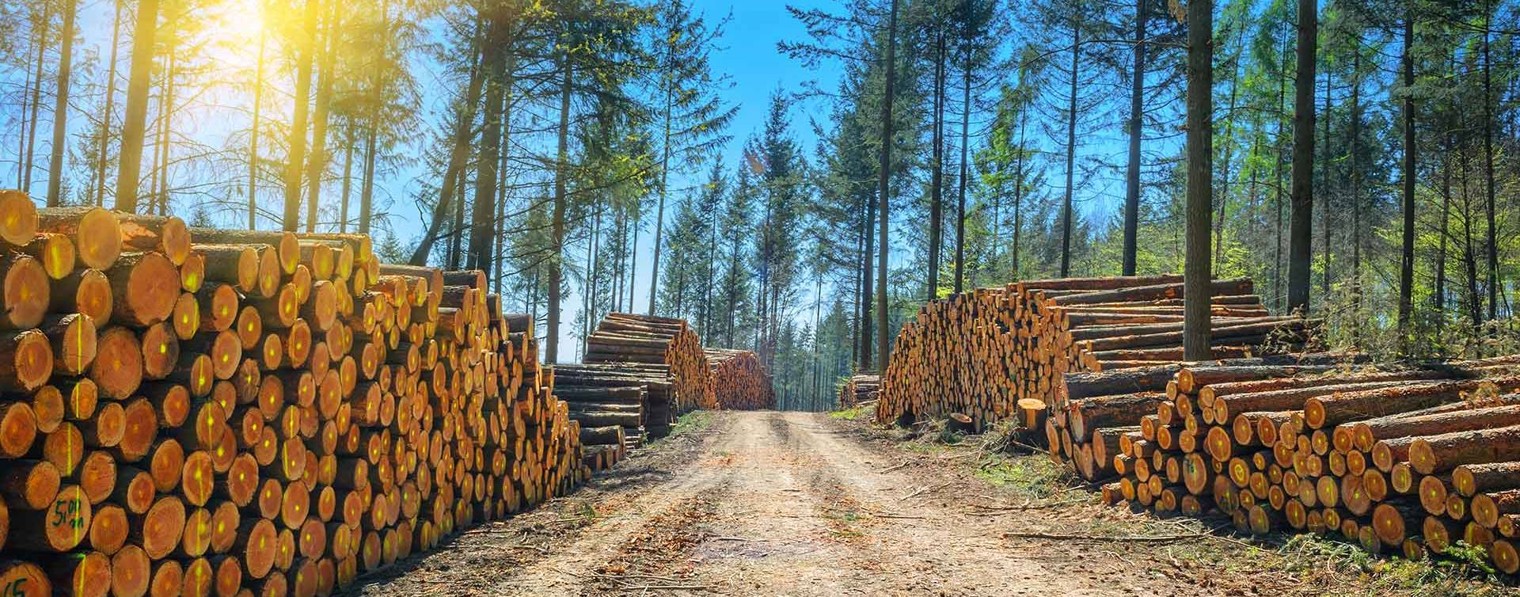 Пилорама как бизнес