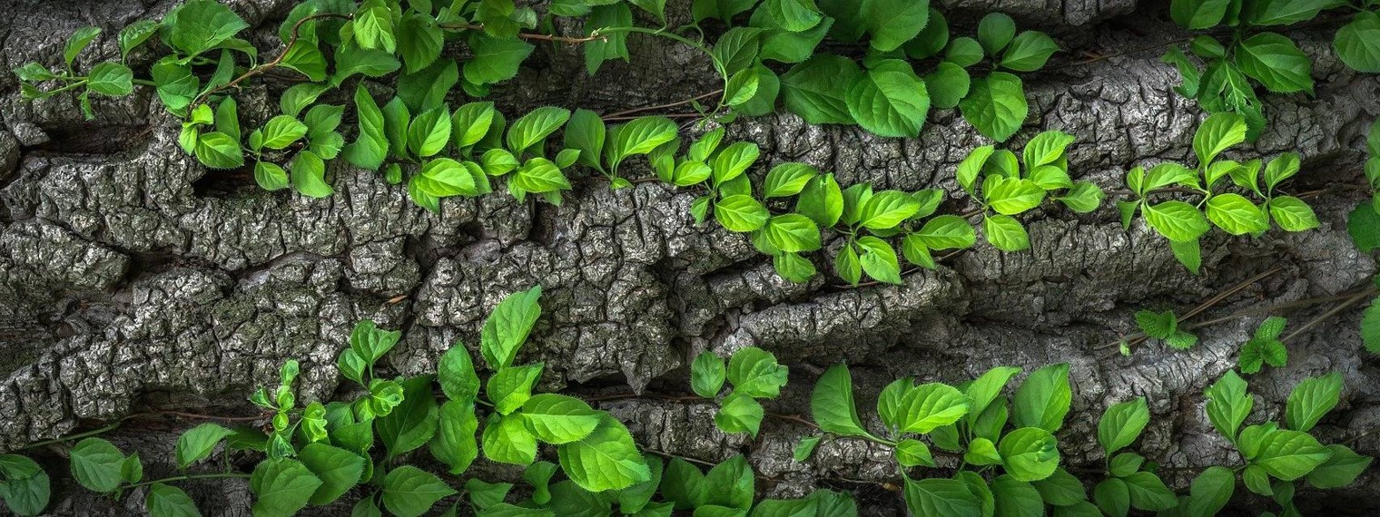 МЕЗЕНСКИЙ ПЕДАГОГИЧЕСКИЙ КОЛЛЕДЖ