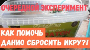 Как помочь пузатой Данио отметать икру.. How to help Danio to spawn