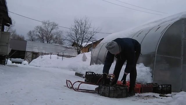 1 марта 2021г. ОТКОПАЛА КЛУБНИКУ мой первый опыт  ХОЧУ ПОЛУЧИТЬ РАННЮЮ ЯГОДУ