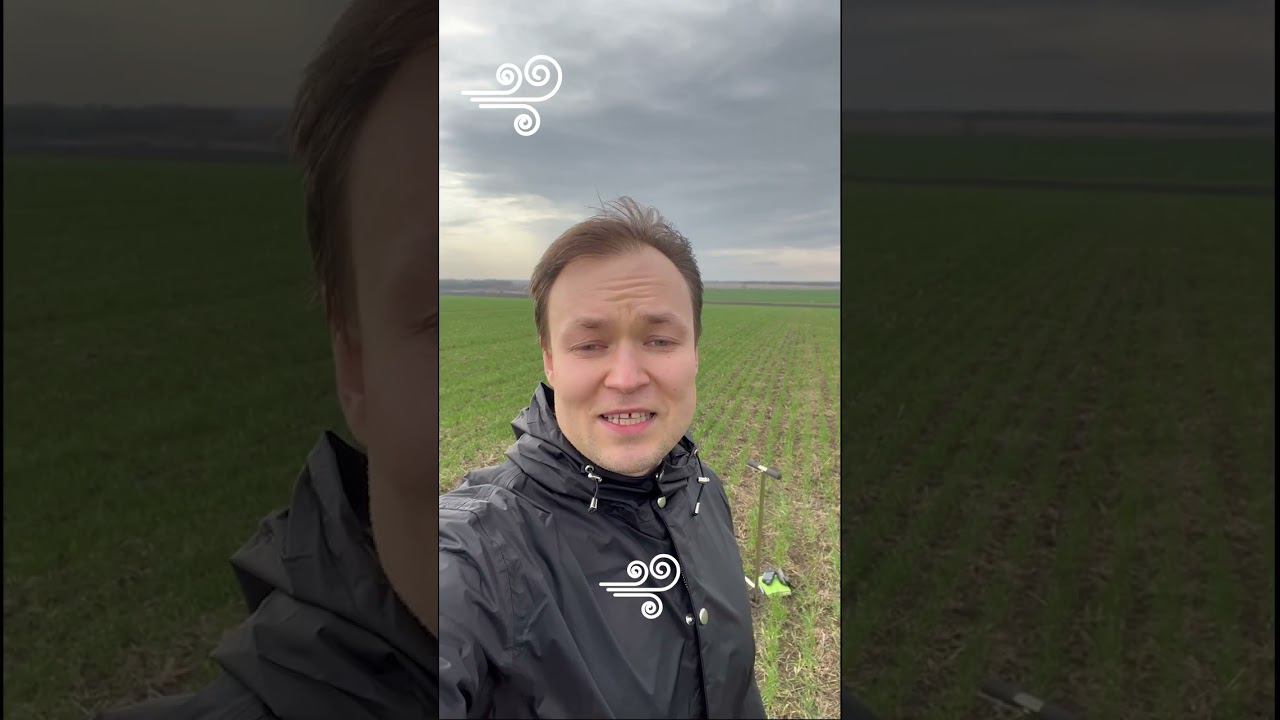 #Акрон в полях. Рассчитываем дозу удобрений для подкормки озимой пшеницы #shorts