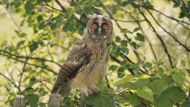 Птенец ушастой совы