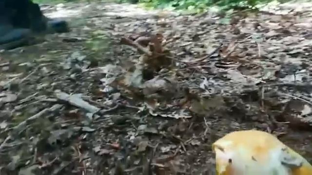 Blagva (Amanita caesarea) i golubača (Russula virescens) – смотреть ...