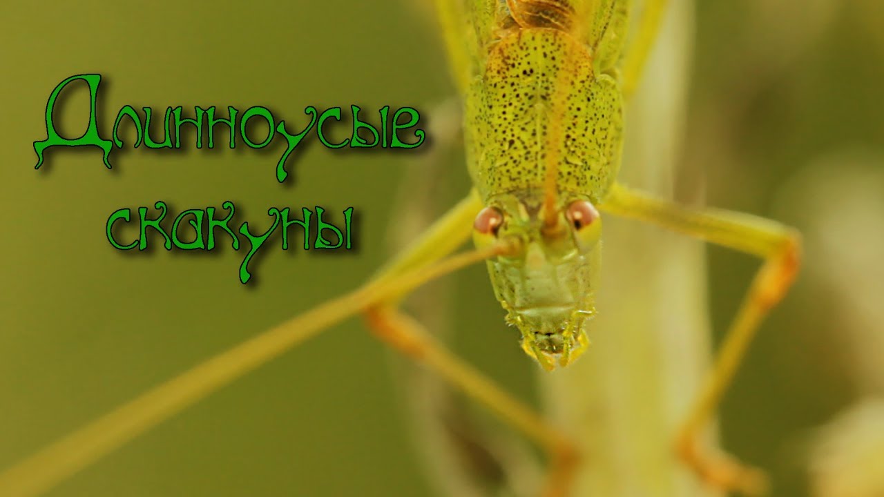 Длинноусые скакуны. Фауна Беларуси / Микропланета