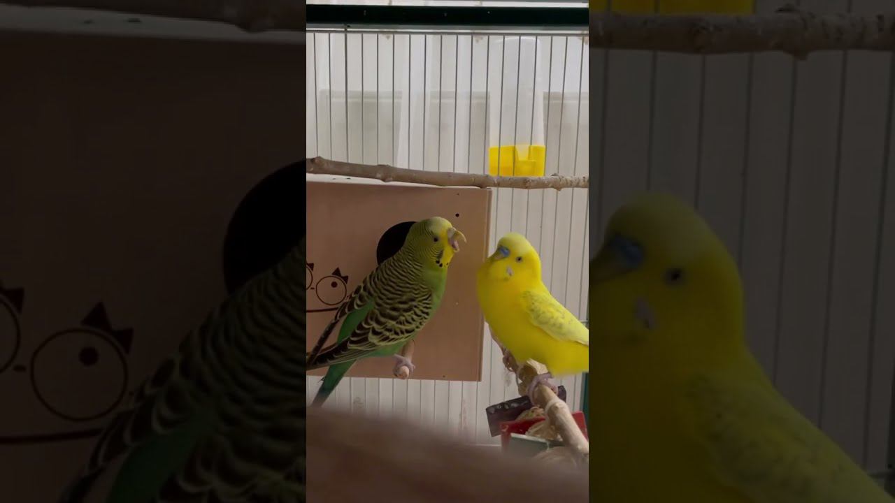 Самка и самец волнистого попугая, взаимоотношения в период гнездования