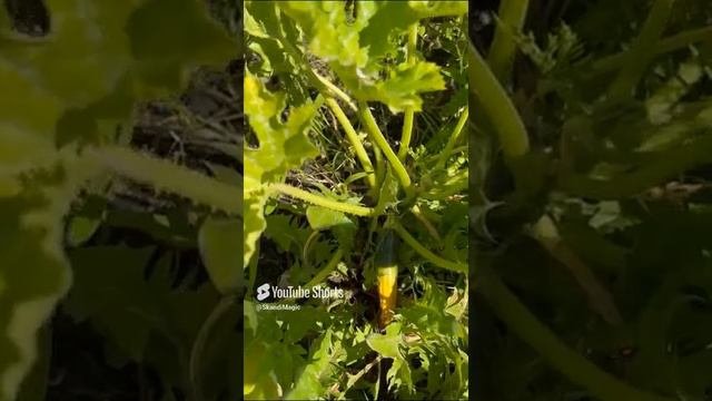 Вредный кабачок! Zucchini against me#nature #shorts #shortvideo #garten #nature