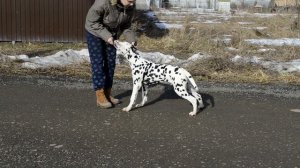 Симфони оф Старс Гианфар. 5 месяцев. Первый тренинг.
