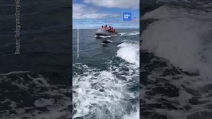 На Сахалине косатки встретили туристов