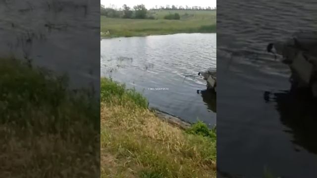 Херсонщина. Переданный ВСУ польский Т62 в озере.mp